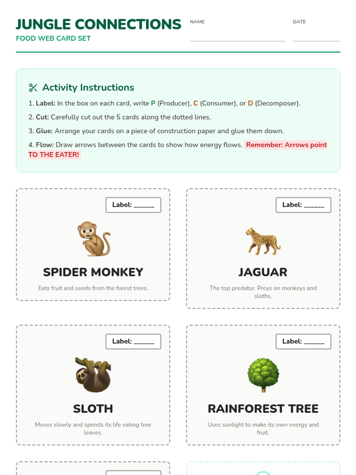 The Great Rainforest Web • Lesson • Lenny Learning