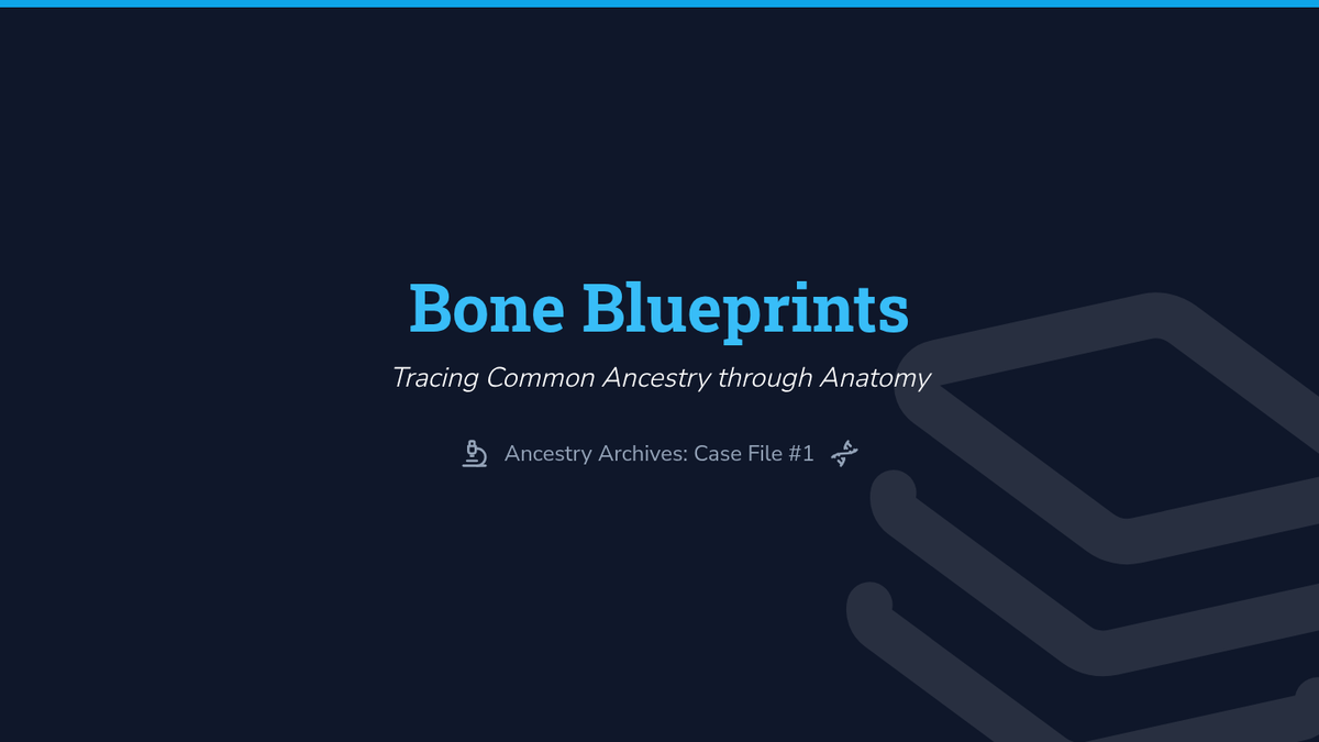 Bone Blueprints • Lesson • Lenny Learning