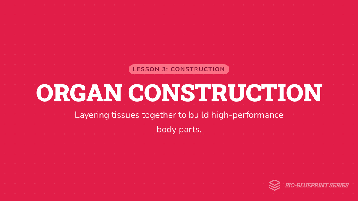 Organ Construction Site • Lesson • Lenny Learning