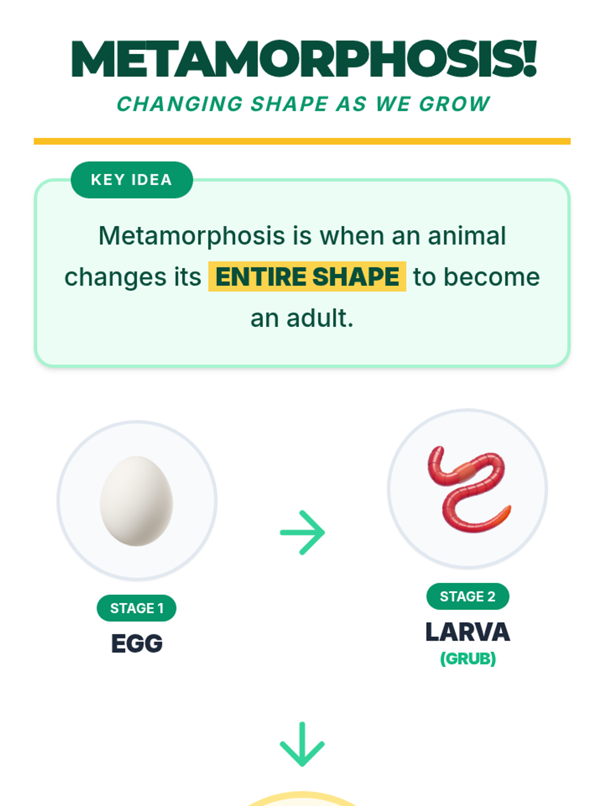Metamorphosis Anchor Chart • Material • Lenny Learning